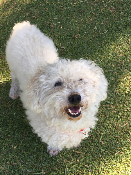 Jagger and Kristi's Kritters - Meet Benji! - Magic 92.5