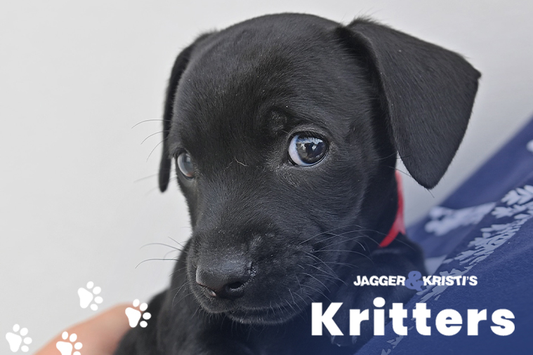 Jagger and Kristi's Kritter: Meet Abbey - Magic 92.5