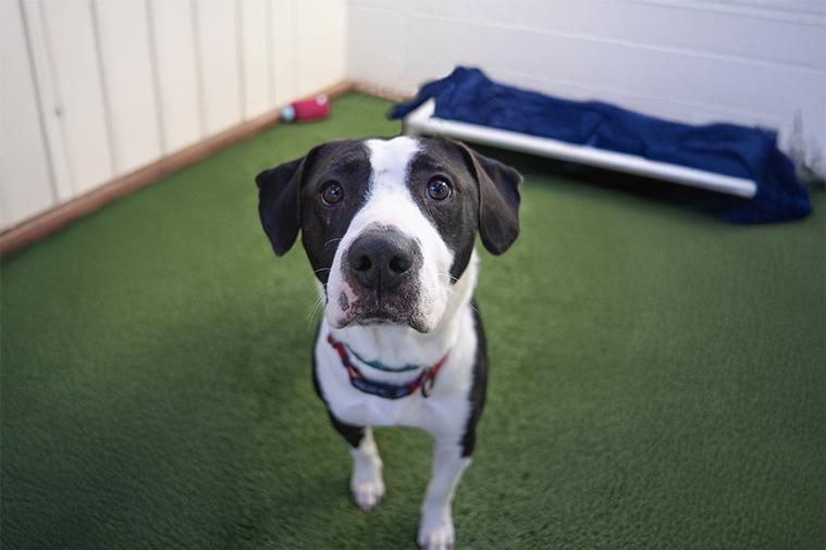 Jagger and Kristi's Kritters: Meet Mojo Jojo! - Magic 92.5