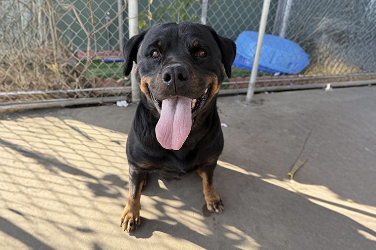 Jagger and Kristi's Kritters: Meet Shiba! - Magic 92.5