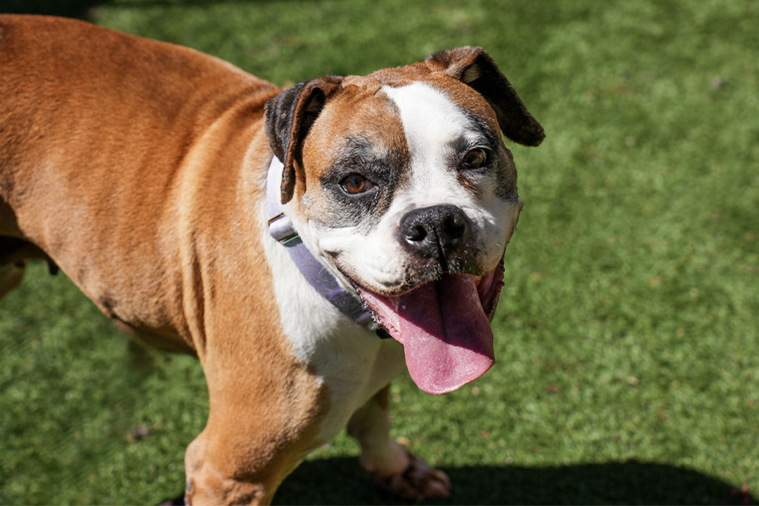 Jagger and Kristi's Kritters: Meet Vixen - Magic 92.5