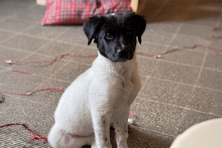 Jagger and Kristi's Kritter: Meet Dory - Magic 92.5