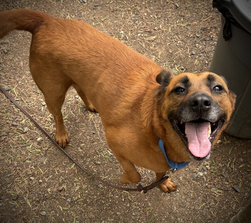 Jagger and Kristi’s Kritters: Meet Cookie - Magic 92.5