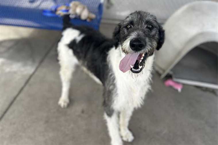 Jagger and Kristi's Kritter: Meet Sir Lancelot - Magic 92.5