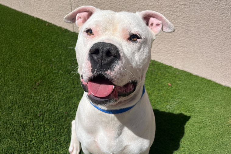 Jagger & Kristi’s Kritters: Meet Patrick - Magic 92.5