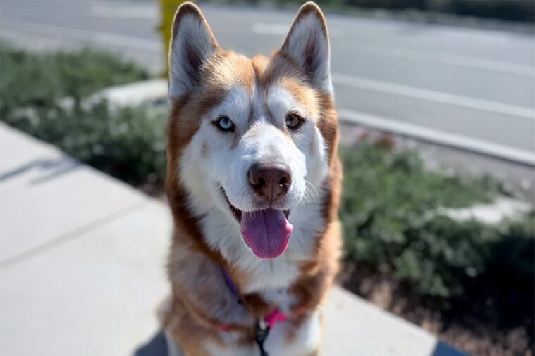 Jagger & Kristi’s Kritters: Silva - Magic 92.5